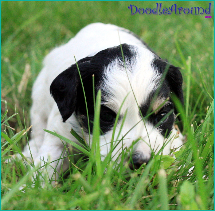 Doodle Around Labradoodles of Montana